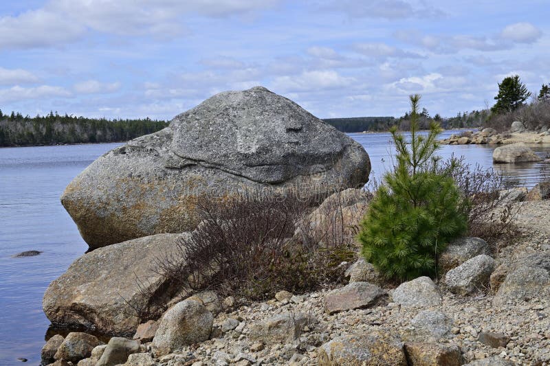 Rocks and Pine Trees on the Foreshore in Long Lake. Nova Scotia, Canada ...