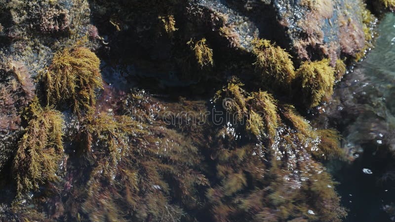 Rocks and Reefs Covered with Moss and Algae in the Sea or Ocean. Stock ...