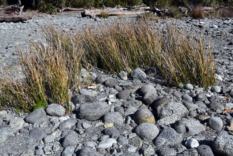 650 Shiny River Rocks Stone Background Stock Photos - Free & Royalty ...