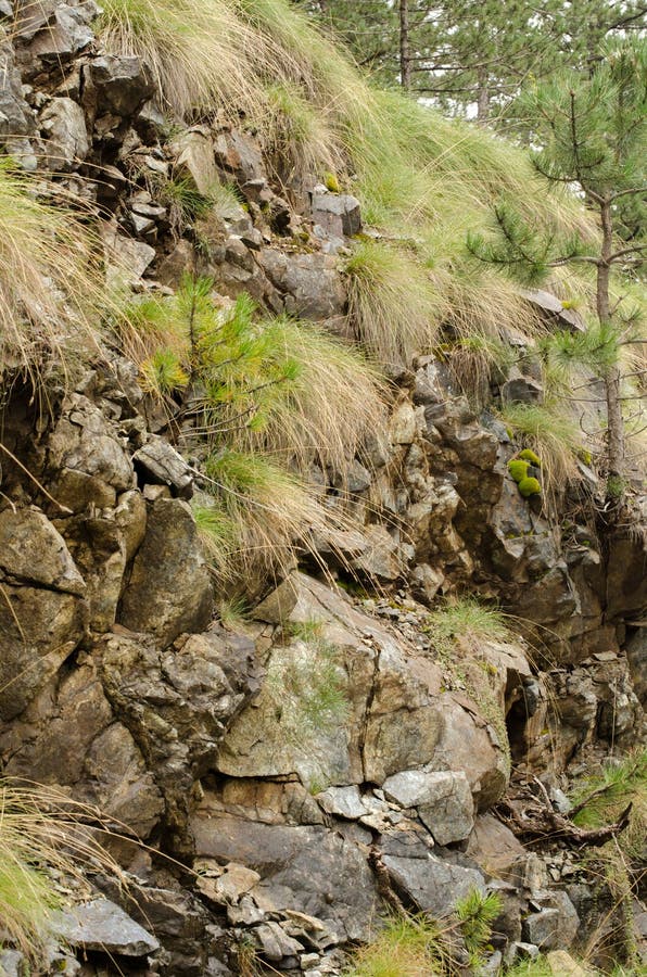 Rocks stock image. Image of travel, bush, plants, hill - 62141057