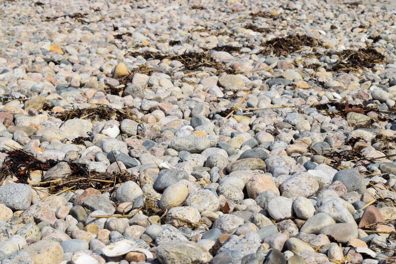 Rocks on a Rocky Beach with Some Shells and Seaweed Stock Image - Image ...