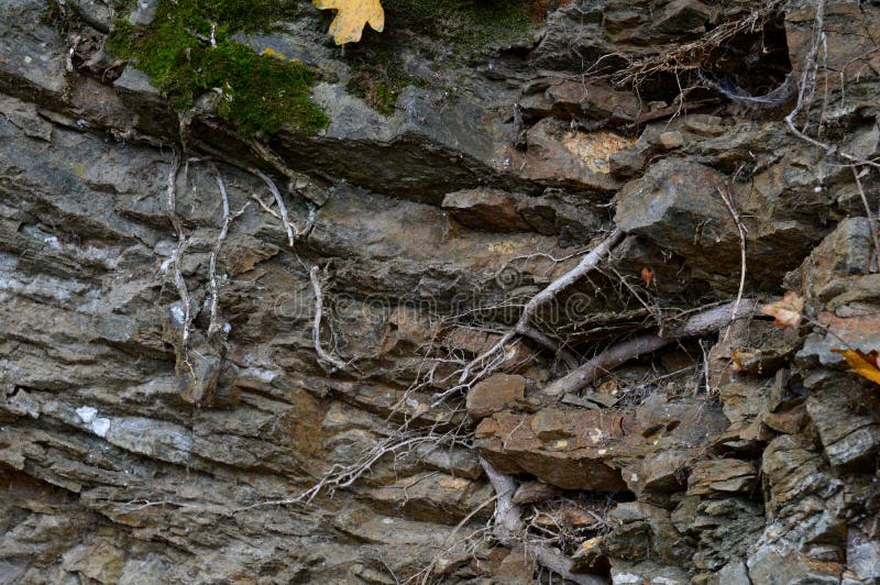 Rocks and the Root of the Plant Stock Photo - Image of root, macro ...