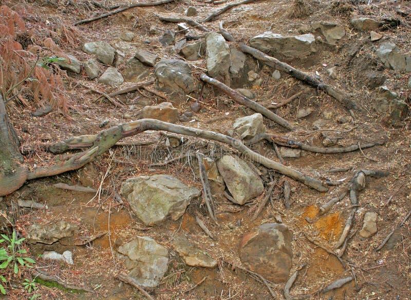 Rocks and Roots Against Incline on Hiking Trail Stock Photo - Image of ...