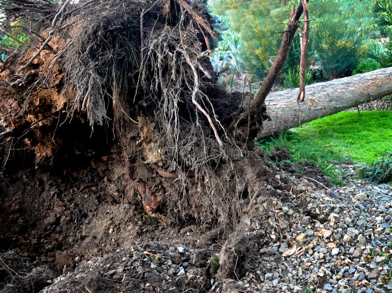 Rocks and roots stock image. Image of forest, roots, broken - 32895153