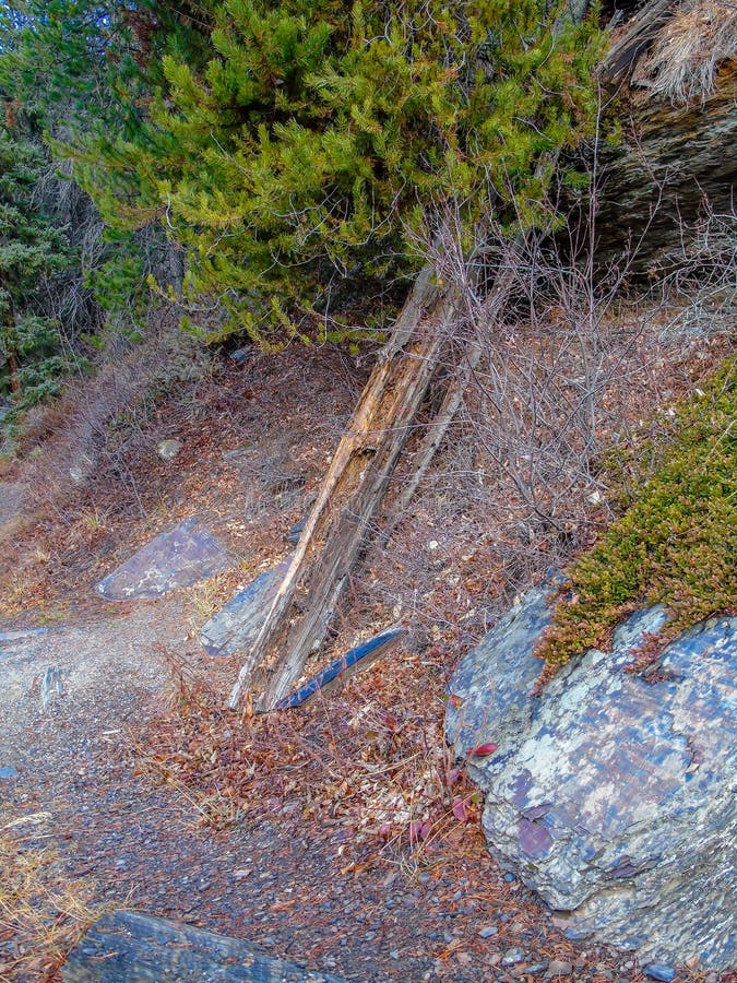 Rocks Roots and Trails Wind through the Park. Mount Robson Provincial ...