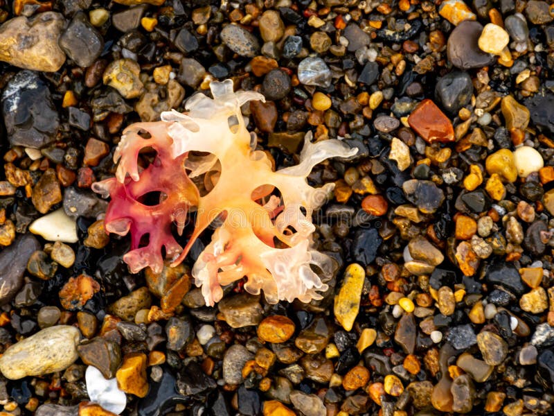 Rocks and Sea Grass Background Stock Image - Image of abstract, rocks ...