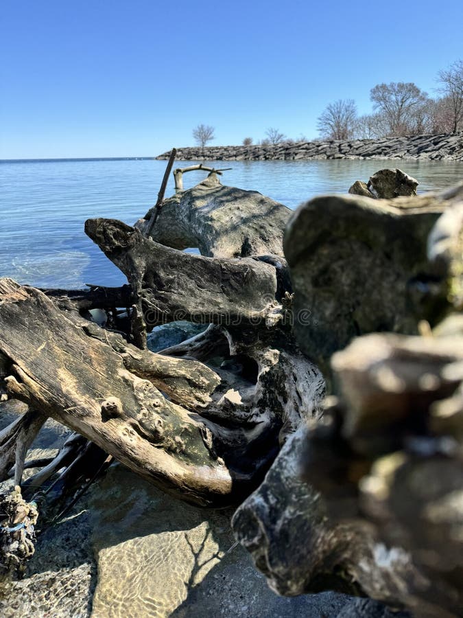 Rocks in the Sea. Tree Fragments from Water. Sea Landscape with Rocks ...