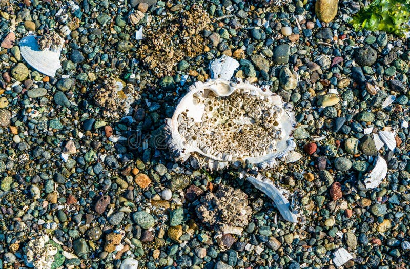Rocks and Shells Background Stock Photo - Image of rocks, state: 277318724