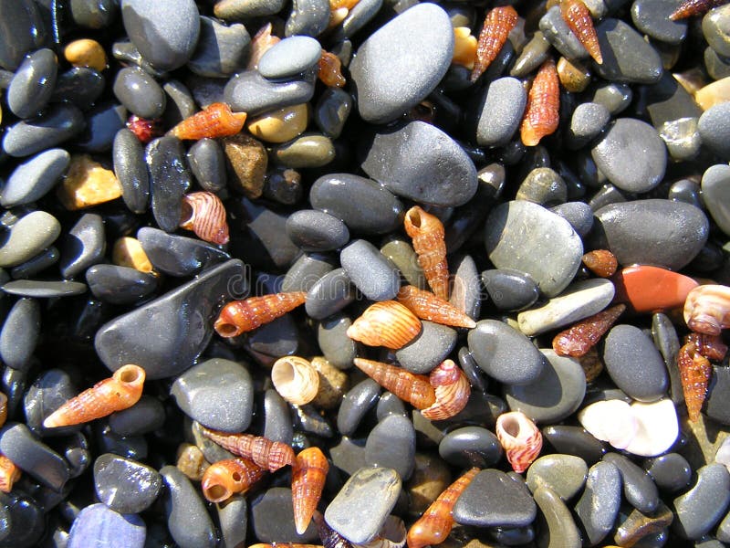 Rocks and shells stock photo. Image of stones, shells - 169700730