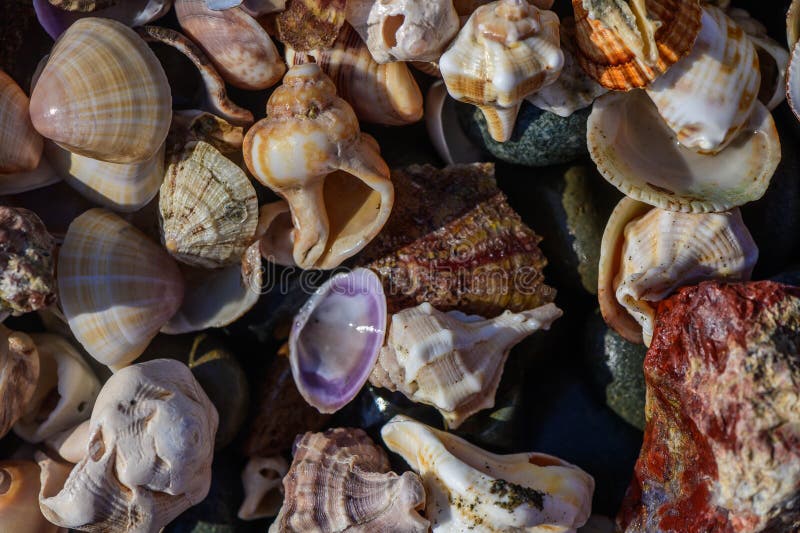 Rocks and Shells Lining the Beach 4 Stock Image - Image of outdoors ...