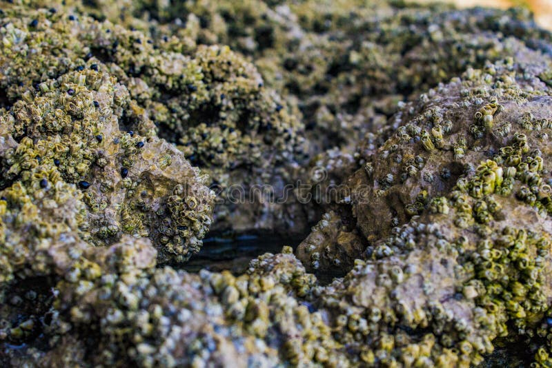 The rocks stock photo. Image of ocean, purple, denmark - 79103014