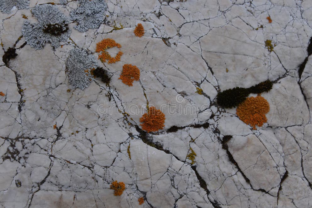 Rocks stock image. Image of textures, orange, fungus - 48860175