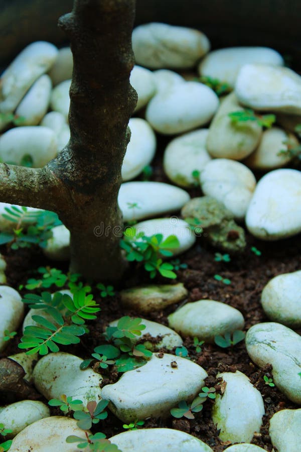 Rocks and Stem Inside a Potted Plant Stock Image - Image of nature ...