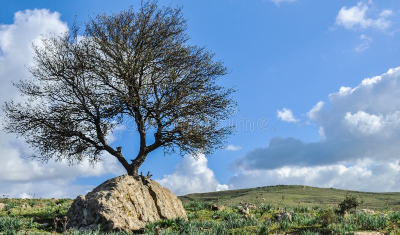 Rocks Tree stock image. Image of lake, real, relaxing - 82140713