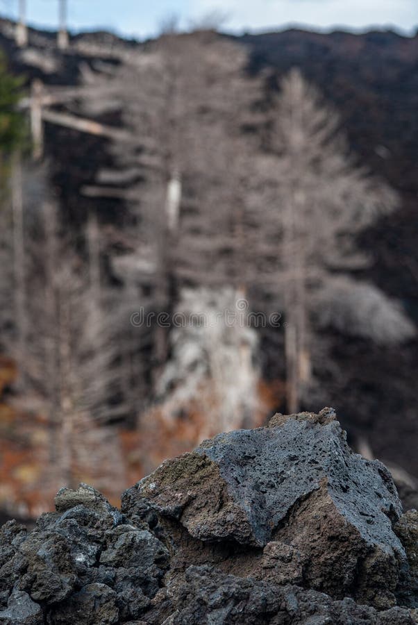 Rocks and Trees Burned by an Eruption of the Volcano Stock Photo ...