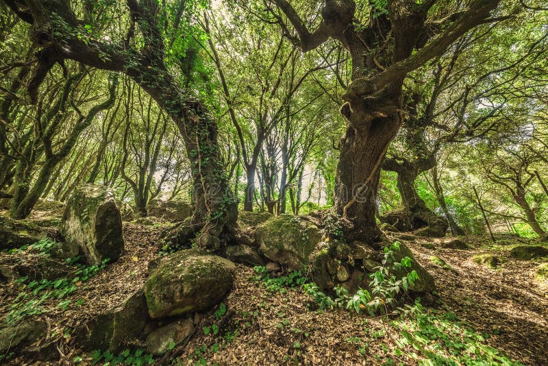 Rocks and Trees in San Leonardo Forest Stock Photo - Image of outdoors ...