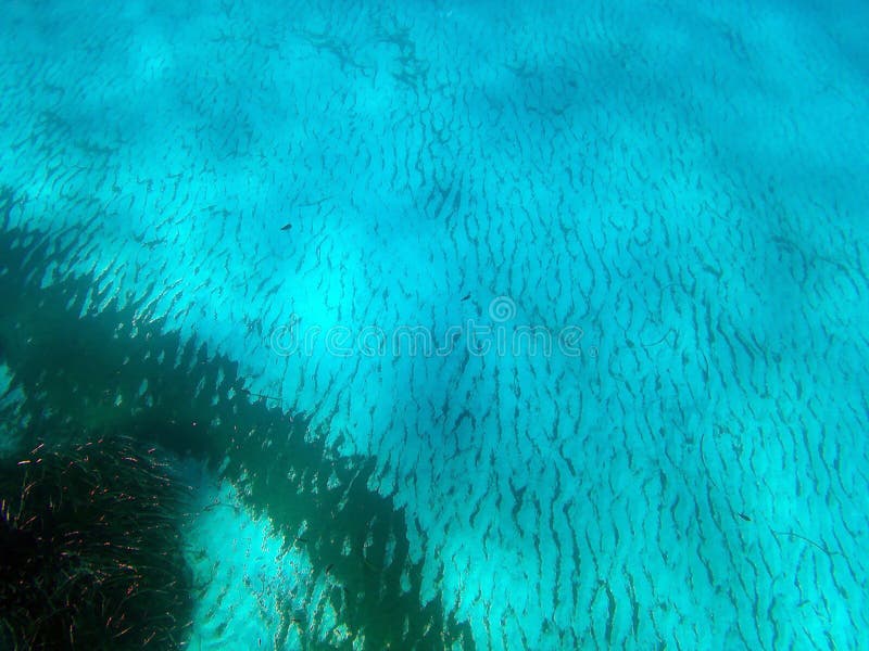 Rocks under the sea stock image. Image of posidonia, mediterranean ...