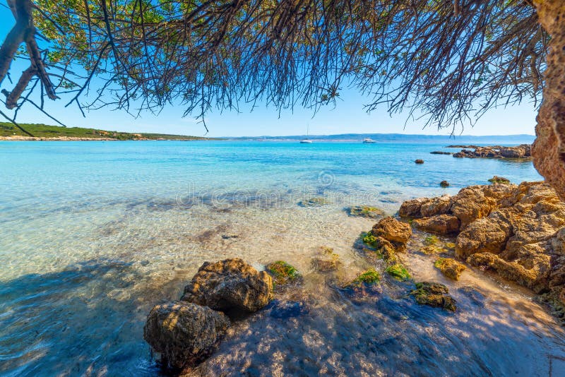 Rocks Under a Tree in Le Bombarde Beach in Alghero Stock Photo - Image ...