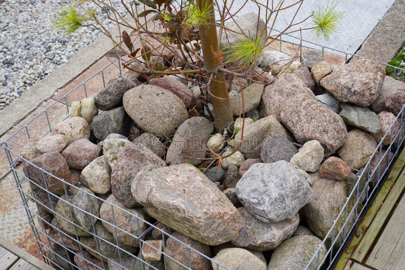 A Decorative Rock Garden Surrounds a Young Tree Planted in a Wire Mesh ...