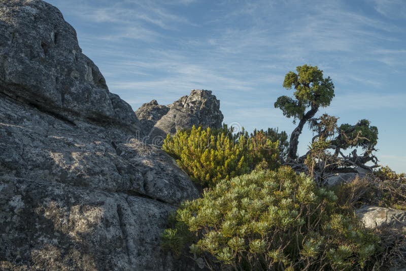 Rocks with Vegetation on Table Mountain Stock Image - Image of rocks ...