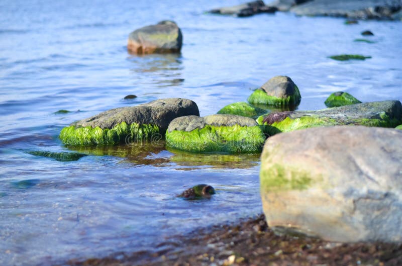 Rocks in Water Covered with Green Algae Stock Photo - Image of future ...