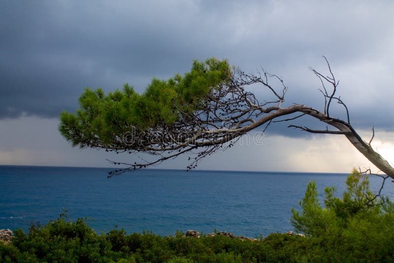 Tree at the seaside stock image. Image of antalya, bluff - 216058121