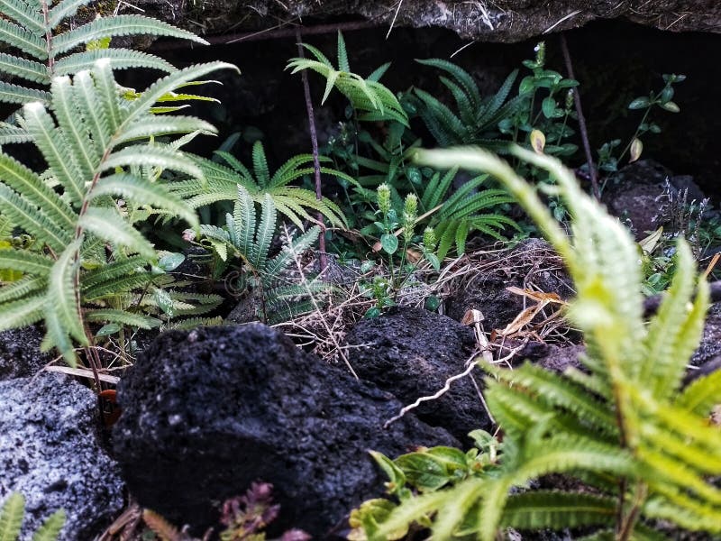 Rocks and Weeds in Front of a Hole Stock Image - Image of hole, weeds ...