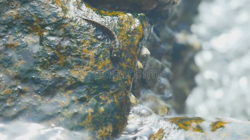 Rockskipper Fish on the Rock at the Beach Stock Video - Video of ...