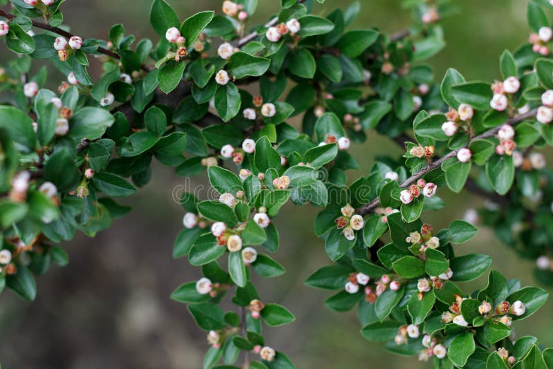 Rockspray Cotoneaster Fruit Tree Blossomed in Spring in Garden Stock ...