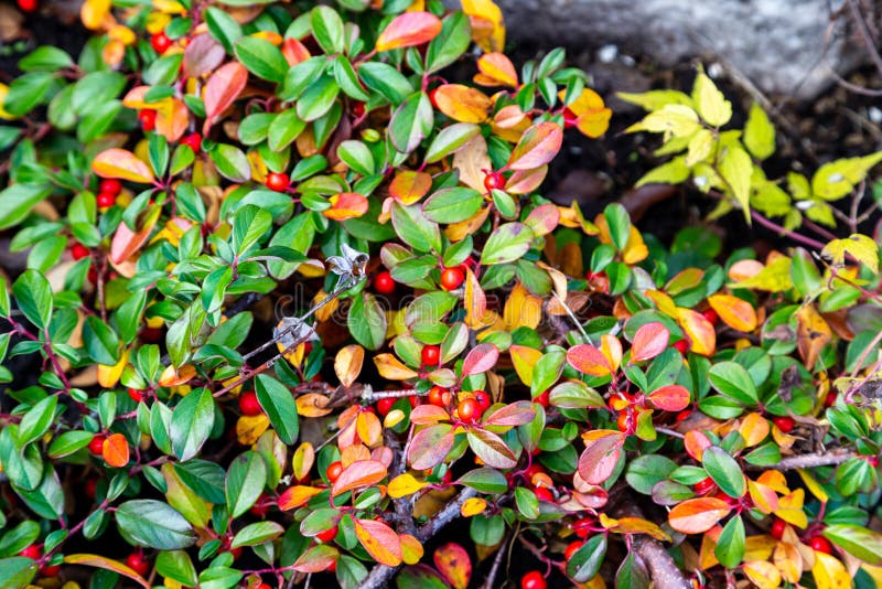 Rockspray Cotoneaster Cotoneaster Horizontalis Leaves and Berries in a ...