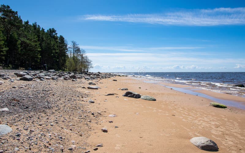Rocky Beach, Forest and Sea of the Gulf of Riga in Latvia. Stock Image ...