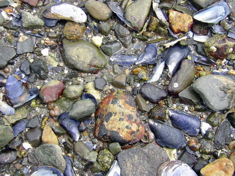 Rocky Beach with Shells, Maine Stock Photo - Image of rocky, atlantic ...