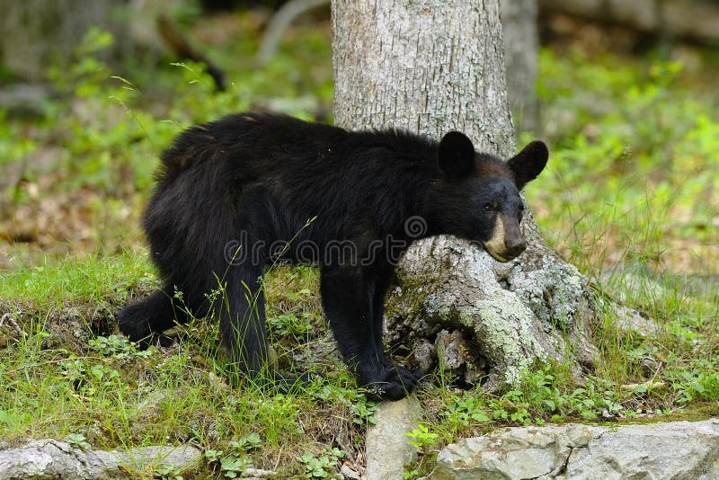 Bear Cub Crying in a Tree stock photo. Image of wildlife - 30475492