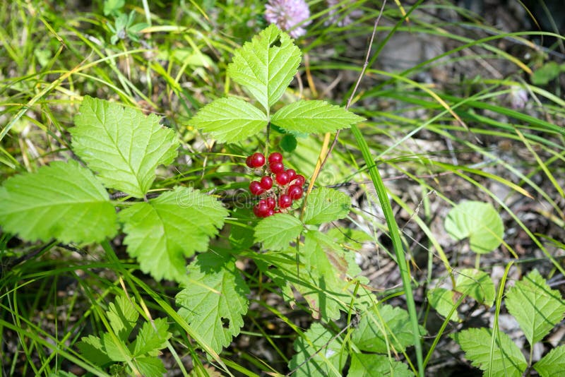 224 Ripened Red Forest Berries Stock Photos - Free & Royalty-Free Stock ...