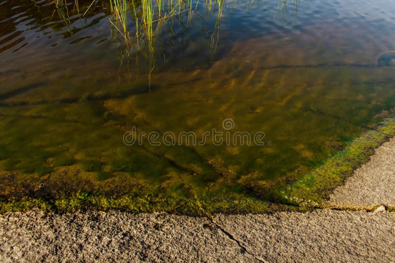 The Rocky Bottom of the Lake is Covered with Green Algae, the Shoreline ...