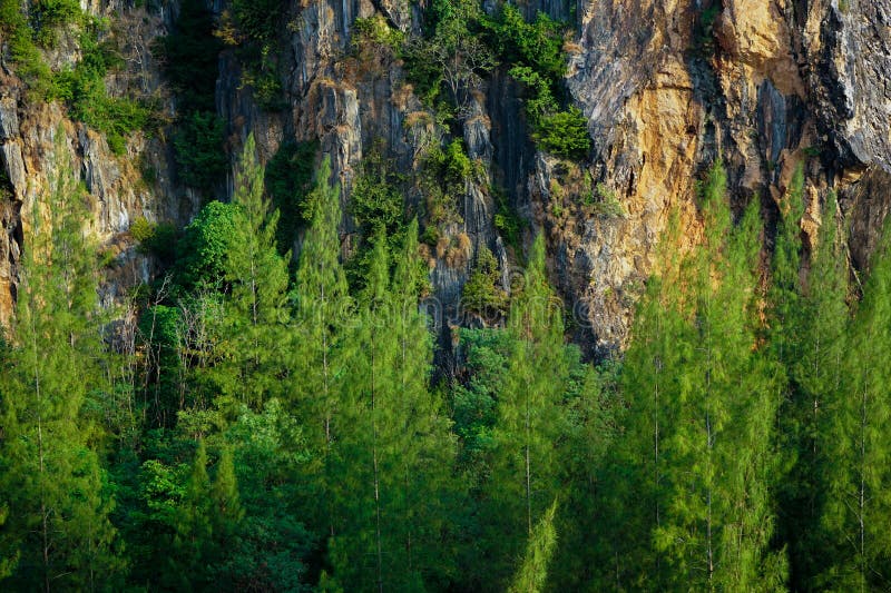 The Rocky Cliff with the Forest of Pinetrees in Foreground Stock Image ...