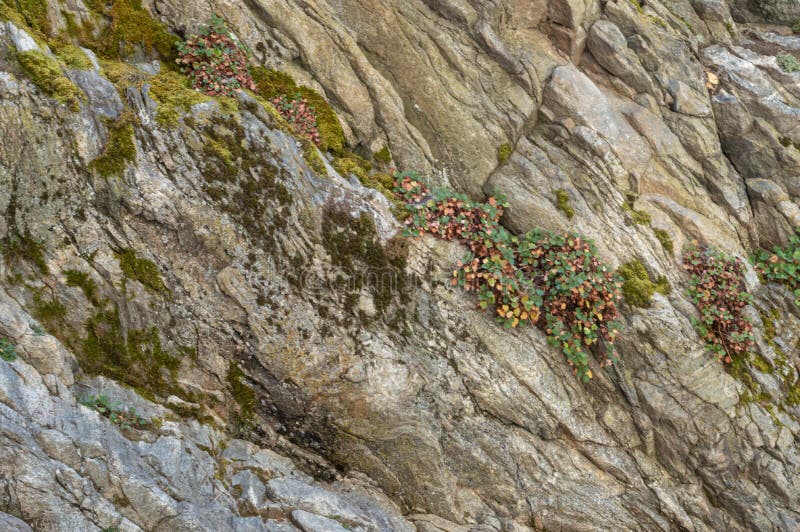 Rocky cliff side stock photo. Image of earth, hill, floral - 190997736