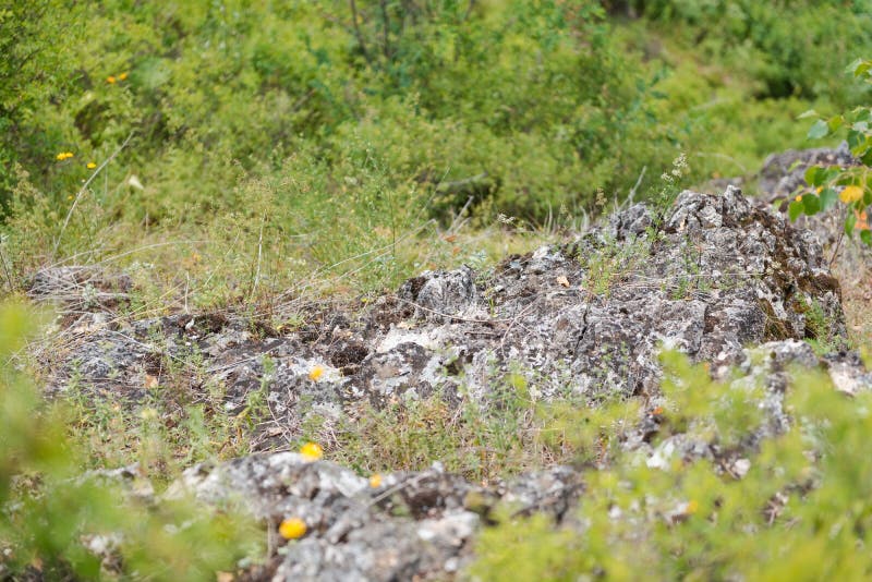 Rocky Cliff View of the Forest in the Mountains. Trees on the Rocks ...