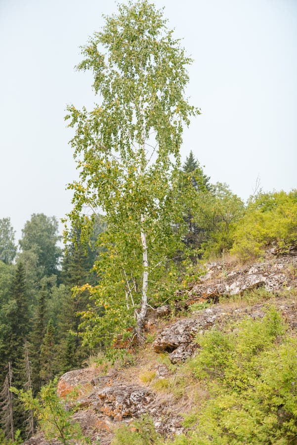 Rocky Cliff View of the Forest in the Mountains. Trees on the Rocks ...