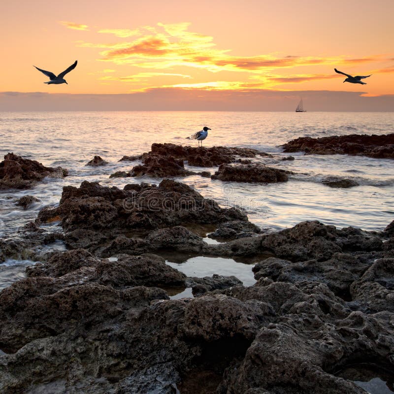 Rocky coastal view stock photo. Image of wildlife, coastline - 17320062