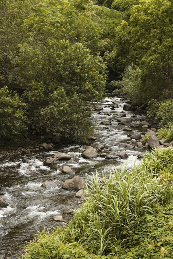 Flowing creek stock image. Image of flowing, nature, rocky - 359333