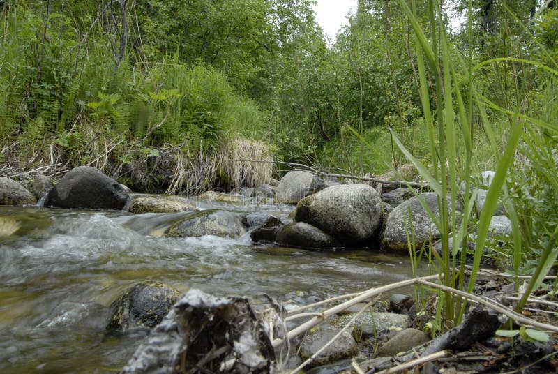 A Rocky Flowing Forest Stream Stock Image - Image of small, rocky ...