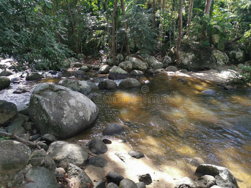 Rocky Flowing River Stream in the Jungle Stock Photo - Image of ...
