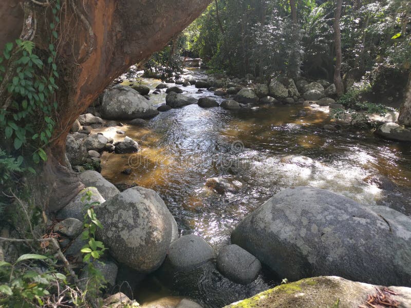 Rocky Flowing River Stream in the Jungle Stock Image - Image of plant ...