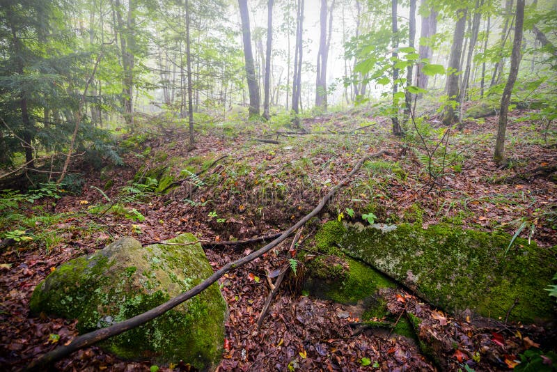 Rocky Forest Stream stock photo. Image of scenics, beauty - 20227714