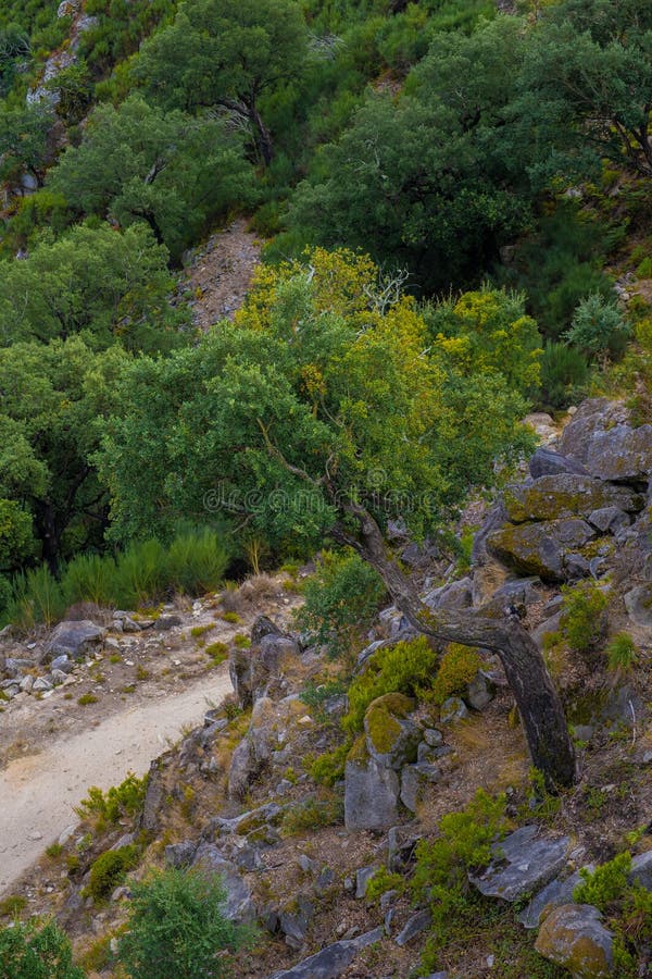 Rocky Forest Path with Leaning Tree and Dense Greenery Around. Stock ...