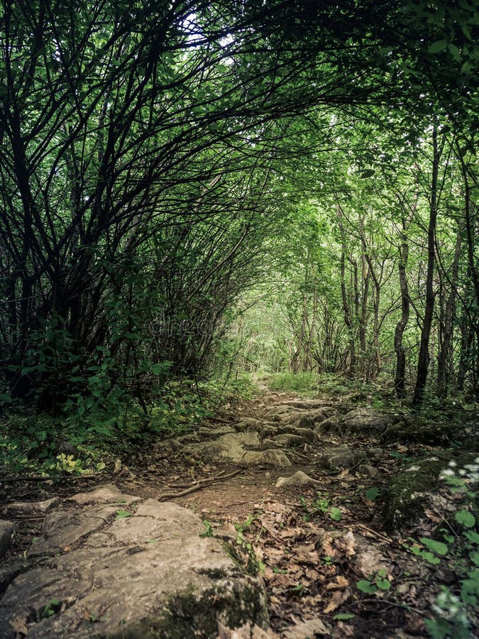 Rocky Forest Path Under Green Canopy Stock Photos - Free & Royalty-Free ...
