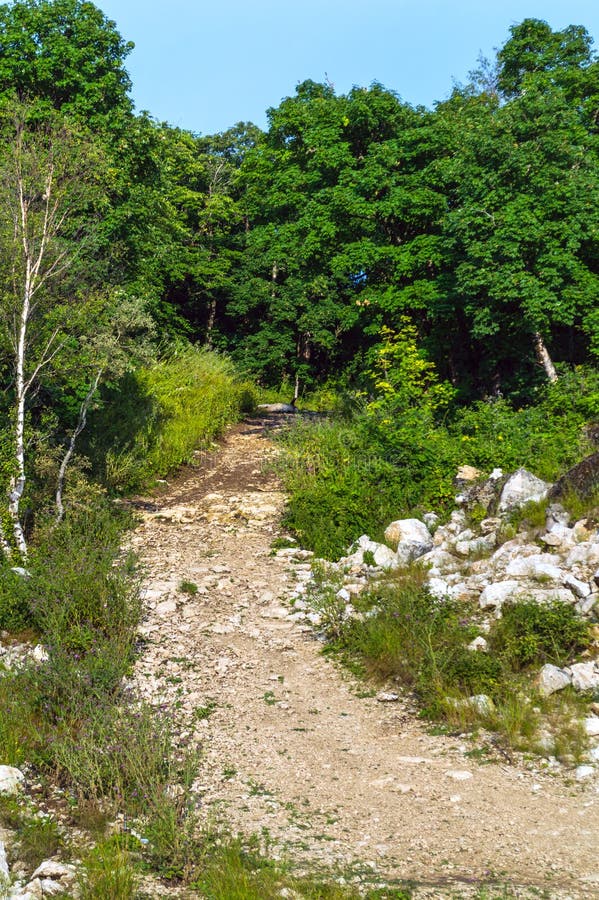 Rocky forest road leading stock image. Image of grass - 75808901