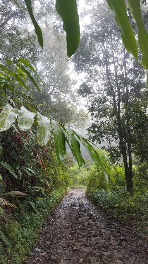 Rocky Hiking Track in Lembang after Heavy Rain Stock Photo - Image of ...