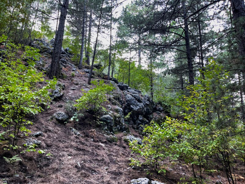 Rocky Hillside in a Forest Setting Stock Image - Image of peaceful, geology: 353389373